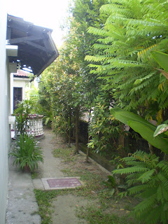 Laman teratak kesidang puteh: POKOK KELAT PAYA