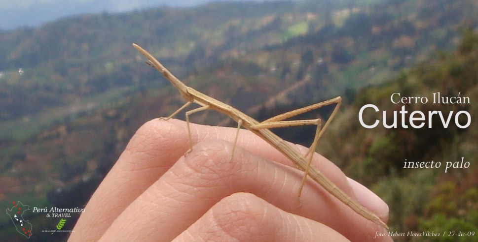 Perú Alternativo: TREKKING: Cutervo, Parque Nacional y El Pilco