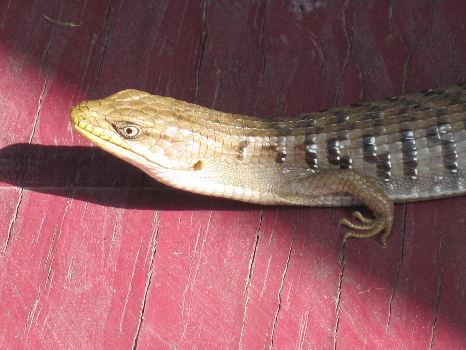 TALE OF TWO LIZARDS: April 2010