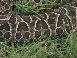 serpientes argentinas: yarara grande o vibora de la cruz