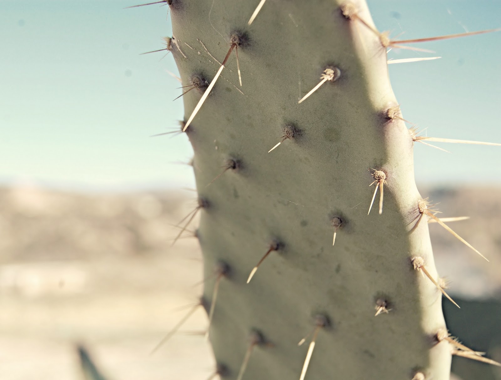 Twig: Thanskgiving break in 7 states