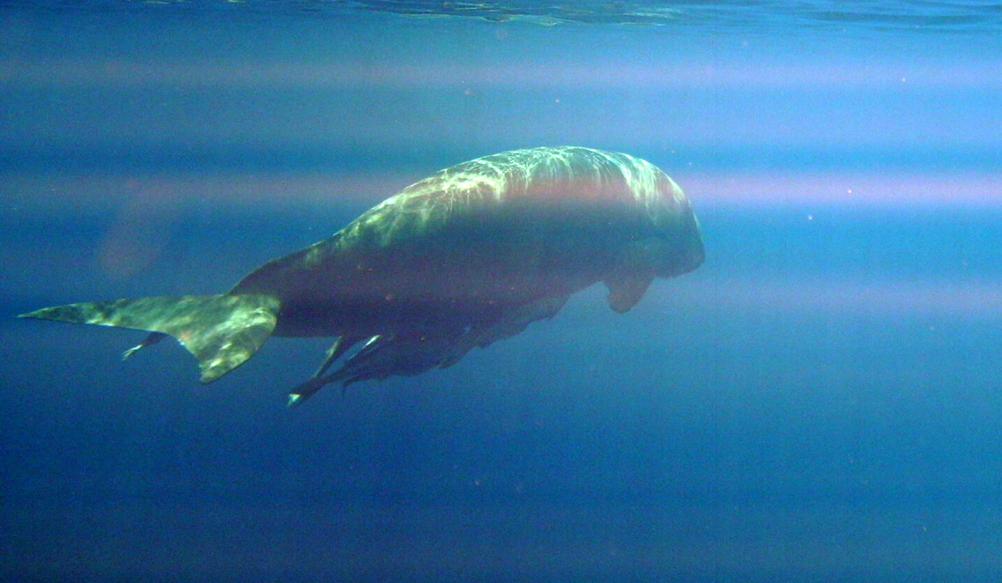 Cop Out's Big Adventures: Our friendly dugong