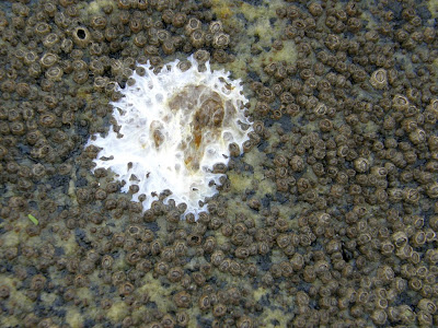 Wanderin' Weeta (With Waterfowl and Weeds): Something old, something ...