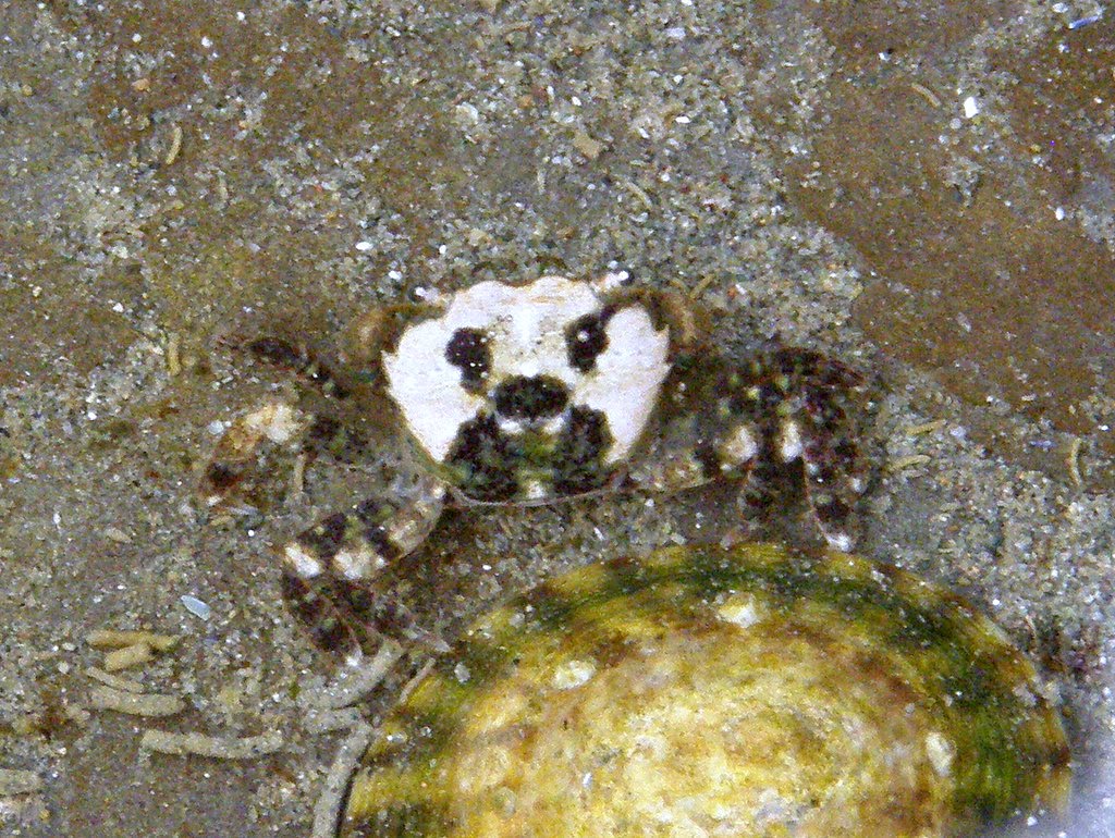 Wanderin' Weeta (With Waterfowl and Weeds): Welcoming committee