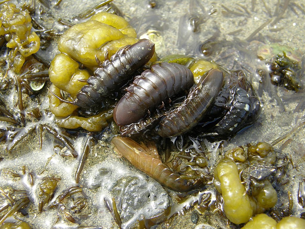 Wanderin' Weeta (With Waterfowl and Weeds): Fourteen leggers, all