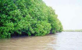 Traveller's Guide To Tamilnadu: Pichavaram - Mangrove Forest