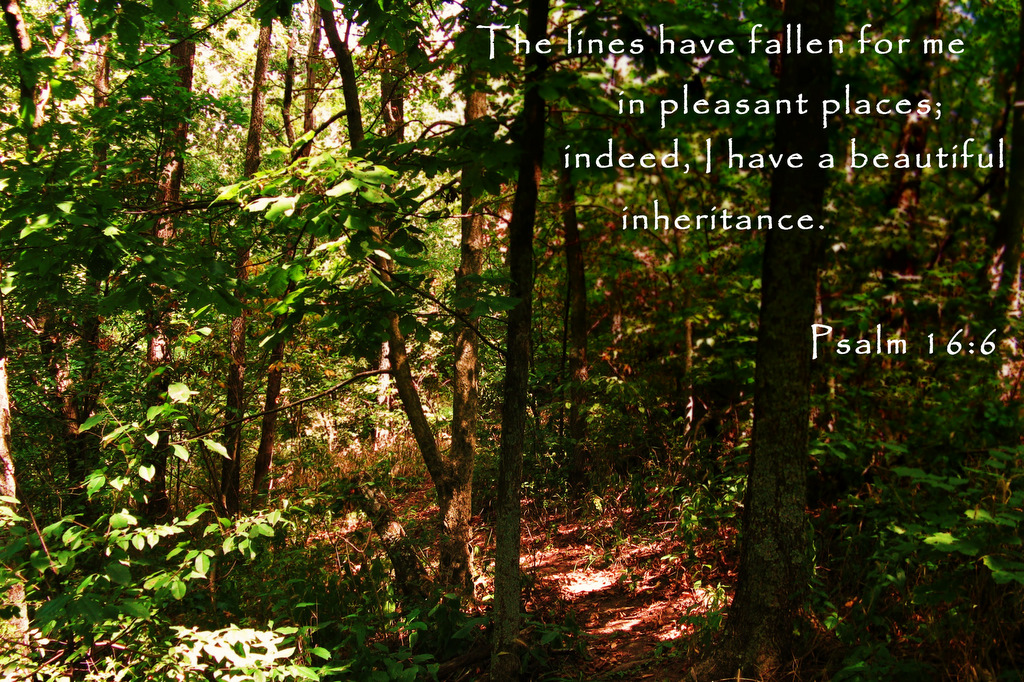 Glimpses of Creation: Psalms