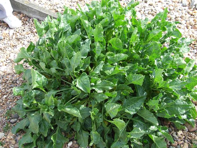 Sea Beet or Wild Spinach