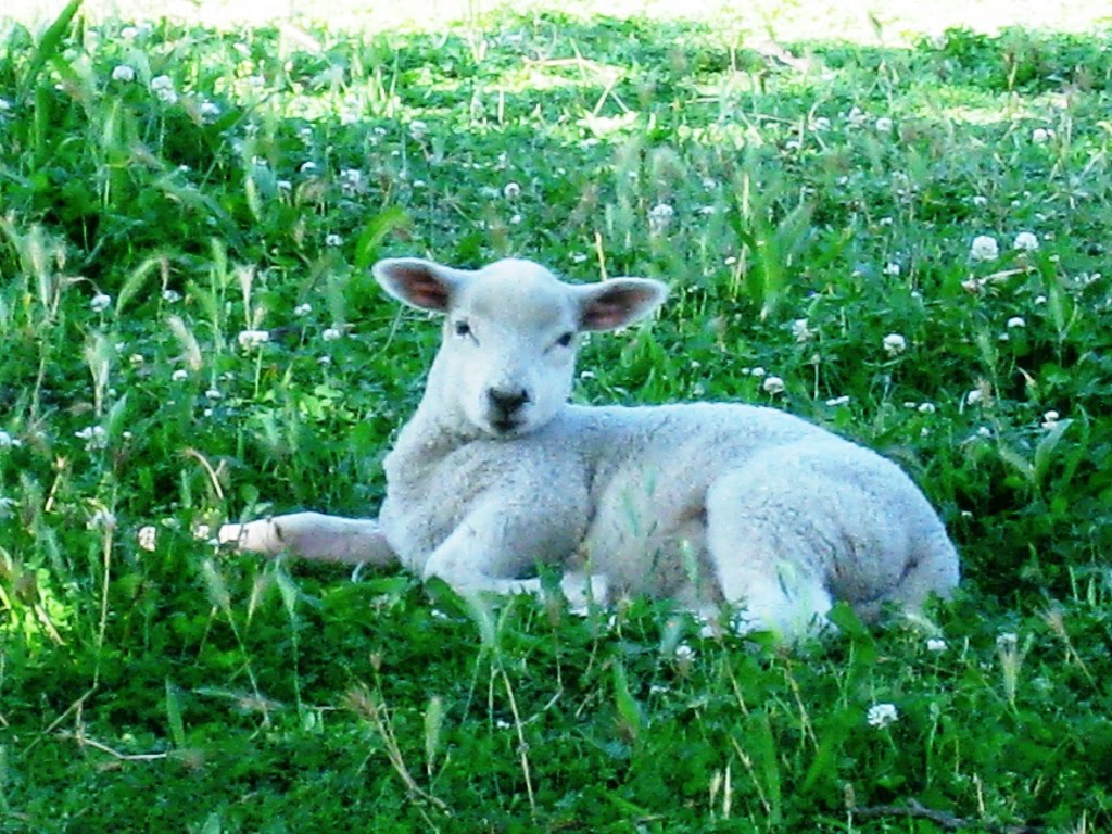 Spring Lamb Shepherd's Pie