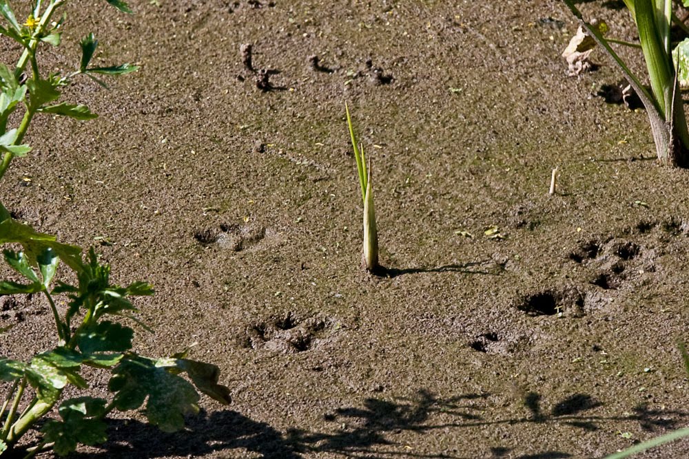 Peregrine's Bird Blog: Magpies and their Defence by Mark Avery RSPB ...