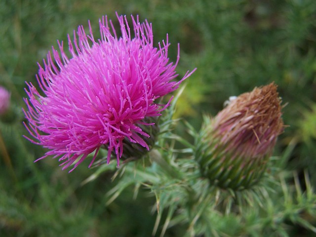 ETHIOPIA: Devedikeni...