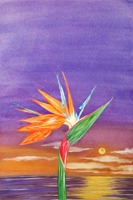 Ali McGee's Illustrations