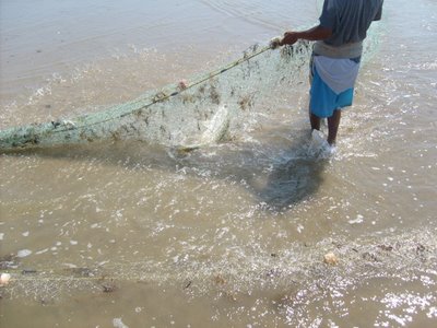DE MAR El Rompido: Pesca de Trasmallo