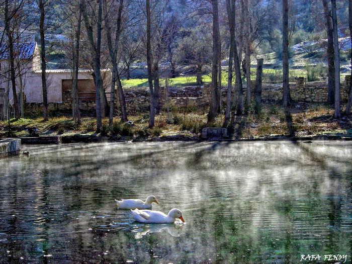 Flora y Fauna de Arbuniel (Jaén): Nacimiento río Arbuniel