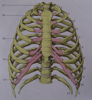 TRABAJO FINAL: introducción a la cirugia del torax