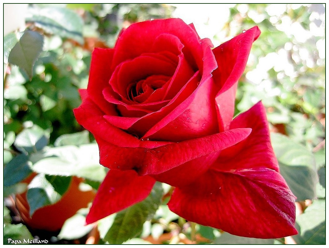 La rose, fleur de beauté: 1000 roses au jardin La rose, fleur de beauté: 1000 roses au jardin