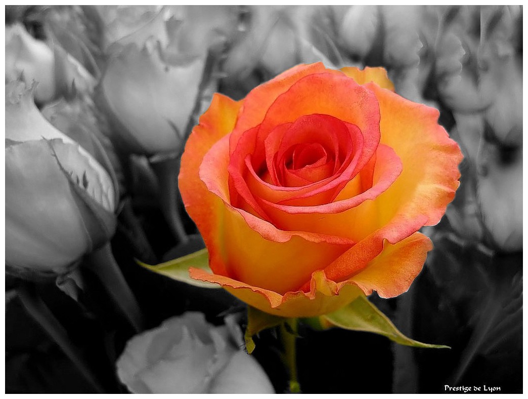 La rose, fleur de beauté: 1000 roses au jardin