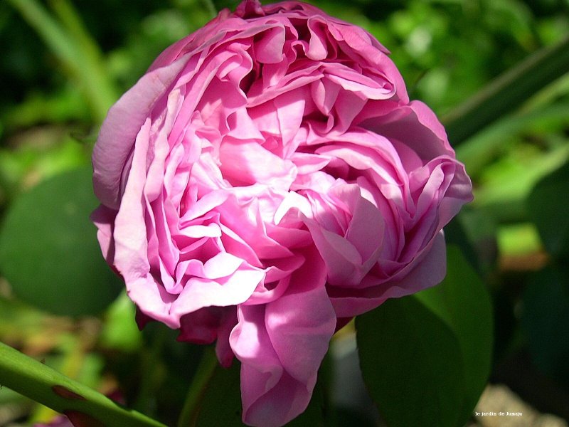 La rose, fleur de beauté: 1000 roses au jardin