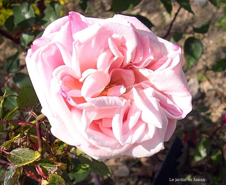 La rose, fleur de beauté: 1000 roses au jardin La rose, fleur de beauté: 1000 roses au jardin