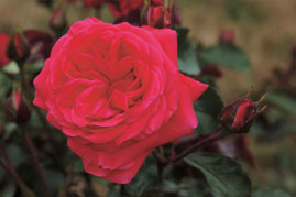 La rose, fleur de beauté: 1000 roses au jardin