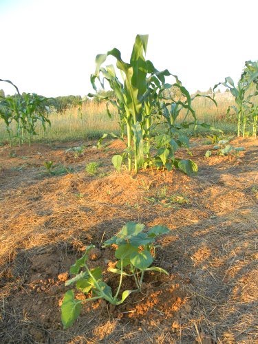 Home Joys: Test Plots