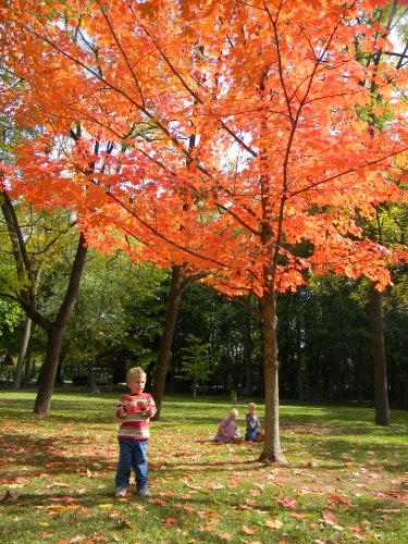 Home Joys: Fall Nature Walk