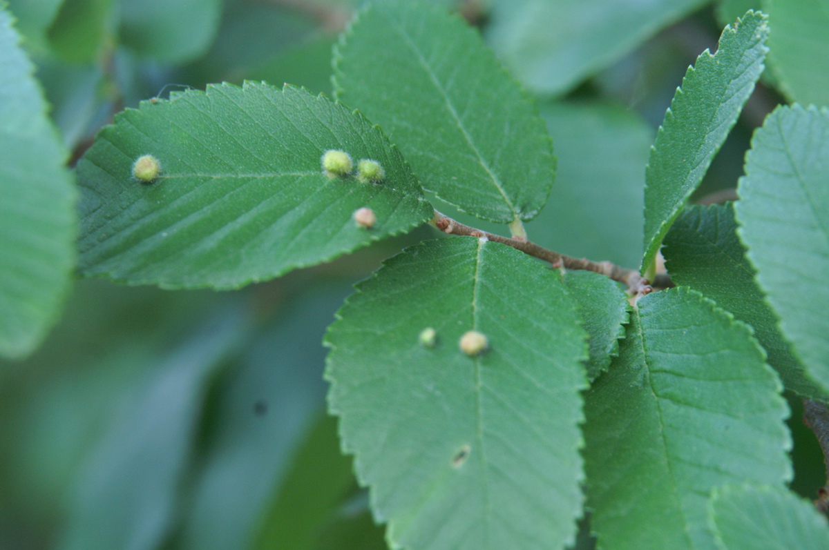 The Little House in the Not-So-Big Woods: Well, gall-eeee!!