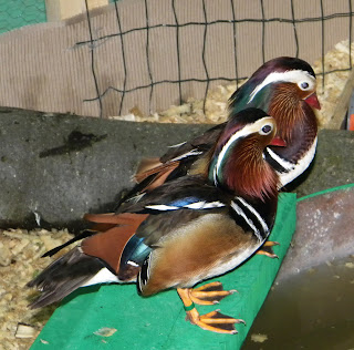 Blogul meu cu poze: Rate mandarine