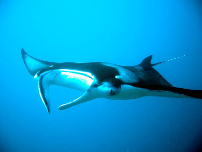 TRAVEL INTO WORLD: World ,Under Indian Ocean