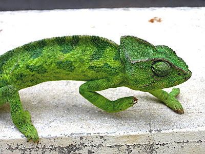 BLOG LemonGinger foodblog: *September 11 The green lizard הזיקית