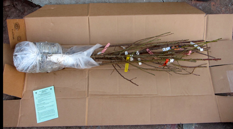 How to Order Bare Root Fruit Trees | Root Simple