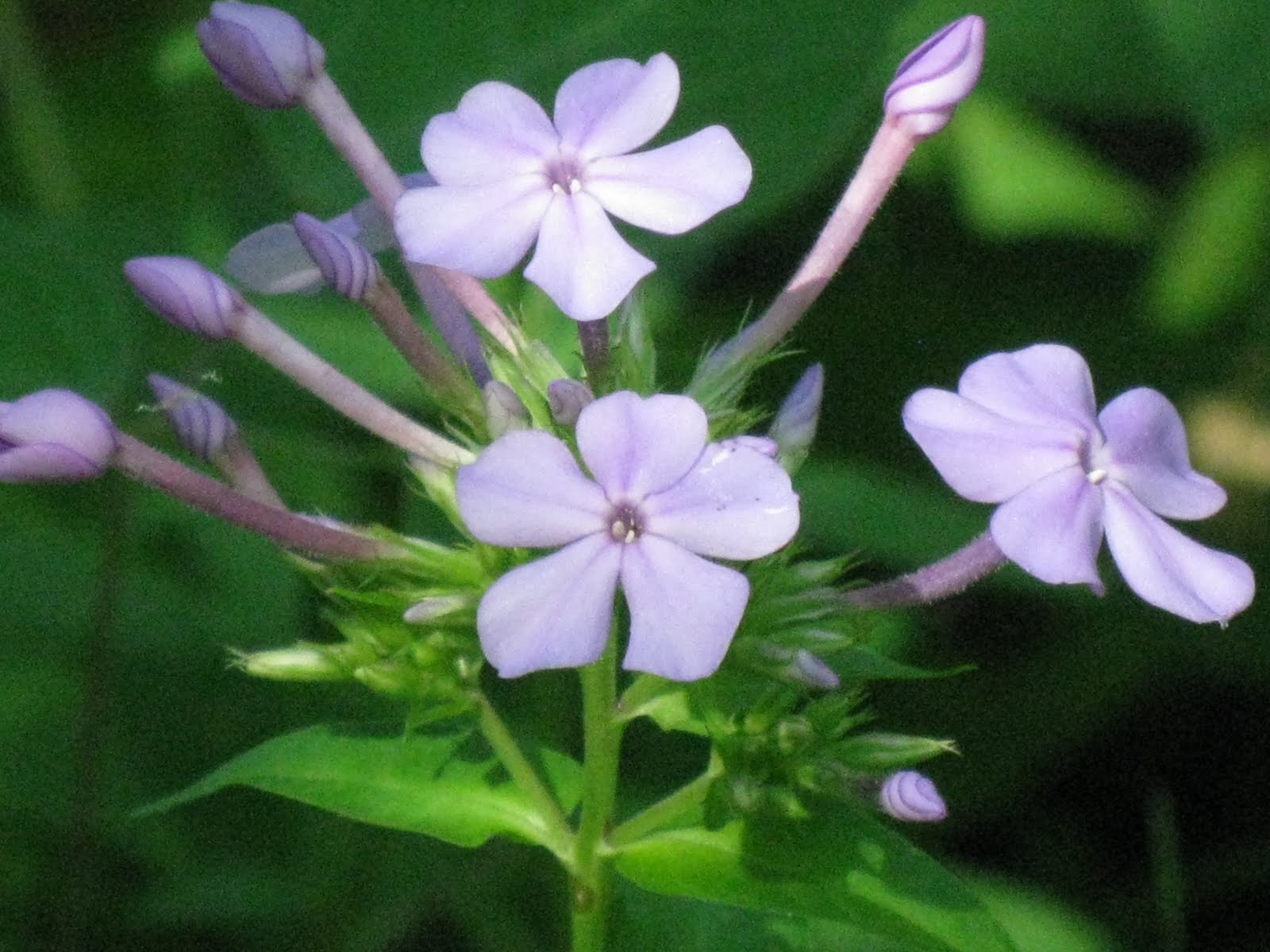 Wildflowers in West Virginia: Queen Anne's Lace; Wild Sweet William (I ...