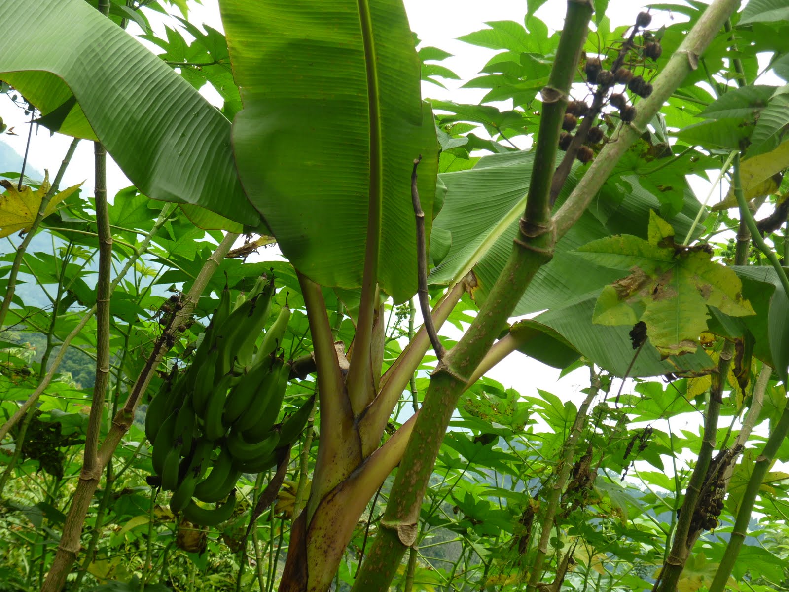 Musa paradisiaca