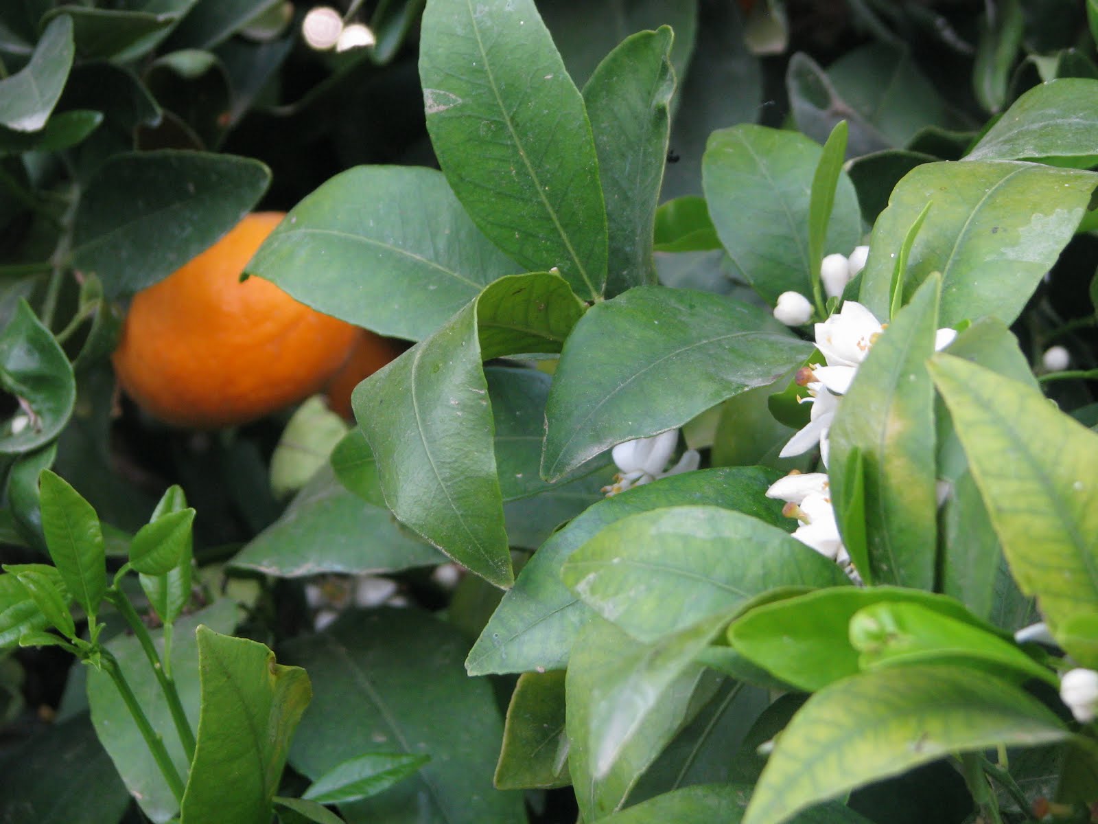 EVERYWHERE: Over the House, Large Hanging Fans