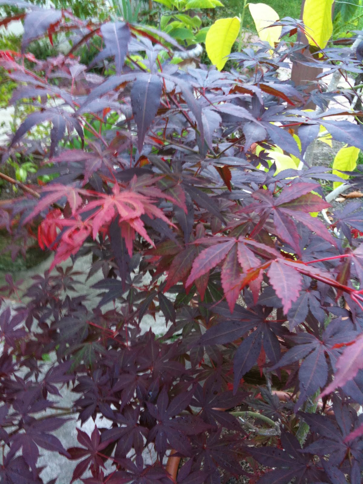 Dwarf red japanese maple - staturl