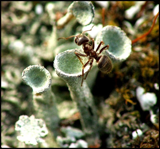AJORBAHMAN'S COLLECTION: Fungus-Farming Ants First To Find Natural ...