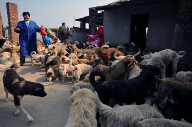 AJORBAHMAN'S COLLECTION: Chinese Woman Adopts 1500 Dogs, 200 Cats