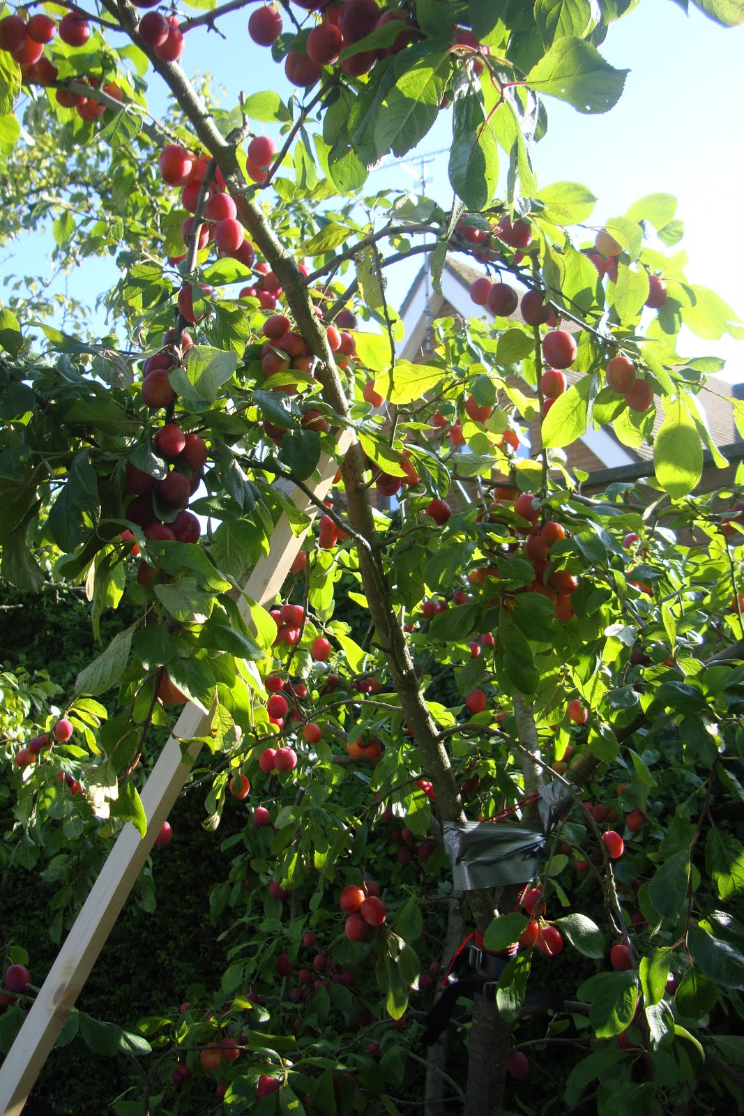 The Gallery - One Day In August- Plums and Duck Tape - Mum's Gone To ...