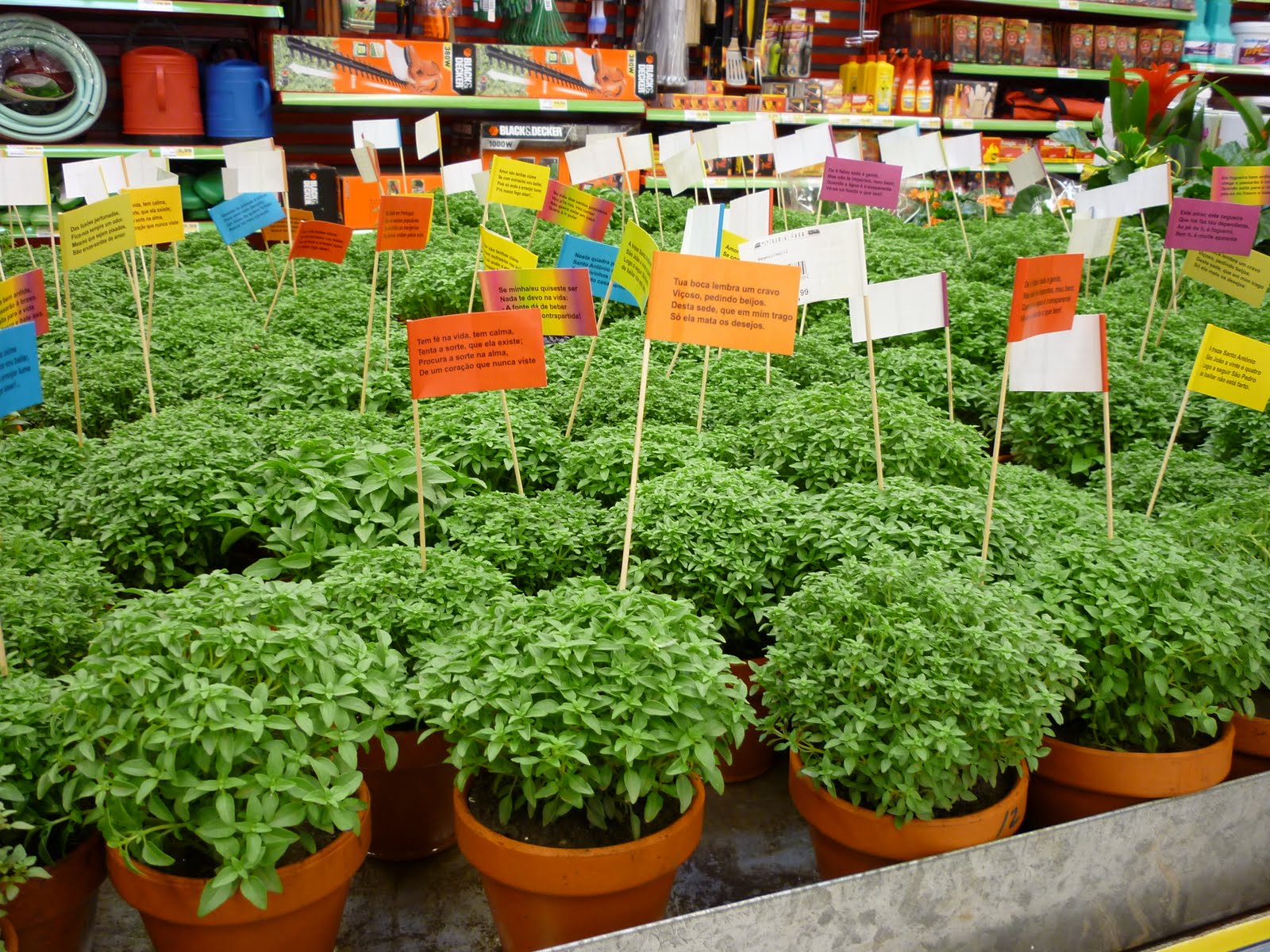 Senderos da Mão Esquerda: Os Manjericos de Santo António