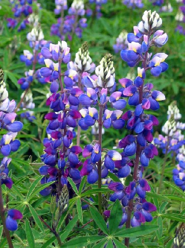 La Pascana: El chocho