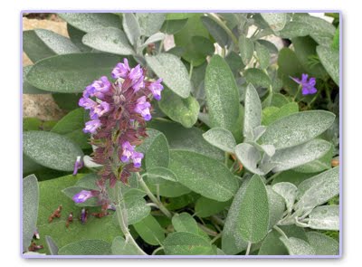 Plantas e Ervas Aromáticas: Salva