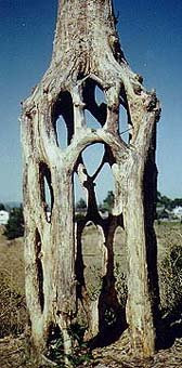 The Clutter: The Tree Circus