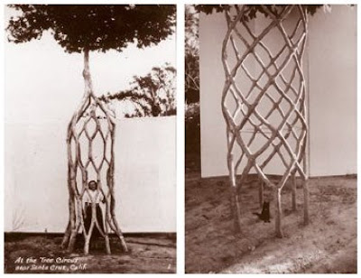 The Clutter: The Tree Circus