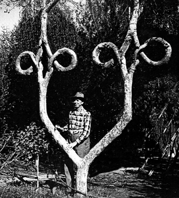 The Clutter: The Tree Circus