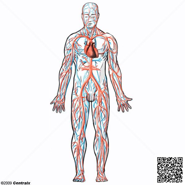 Ciências/Português (:: SISTEMA CARDIOVASCULAR =)