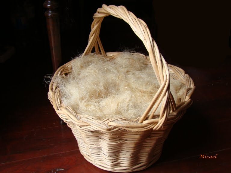 Madeira island - flowers: O LINHO