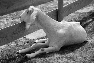 Mr C's Refined Photography: Sad Animals and some more infrared