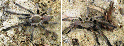 The Guurrbi Blog: Hissing Dragons & Scary Spiders