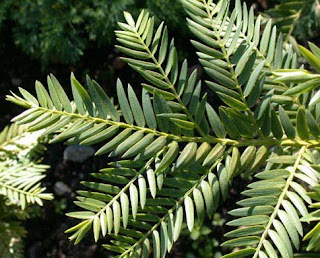 HERBARIO VIRTUAL JORGE BECERRA: Retrophyllum rospigliosii