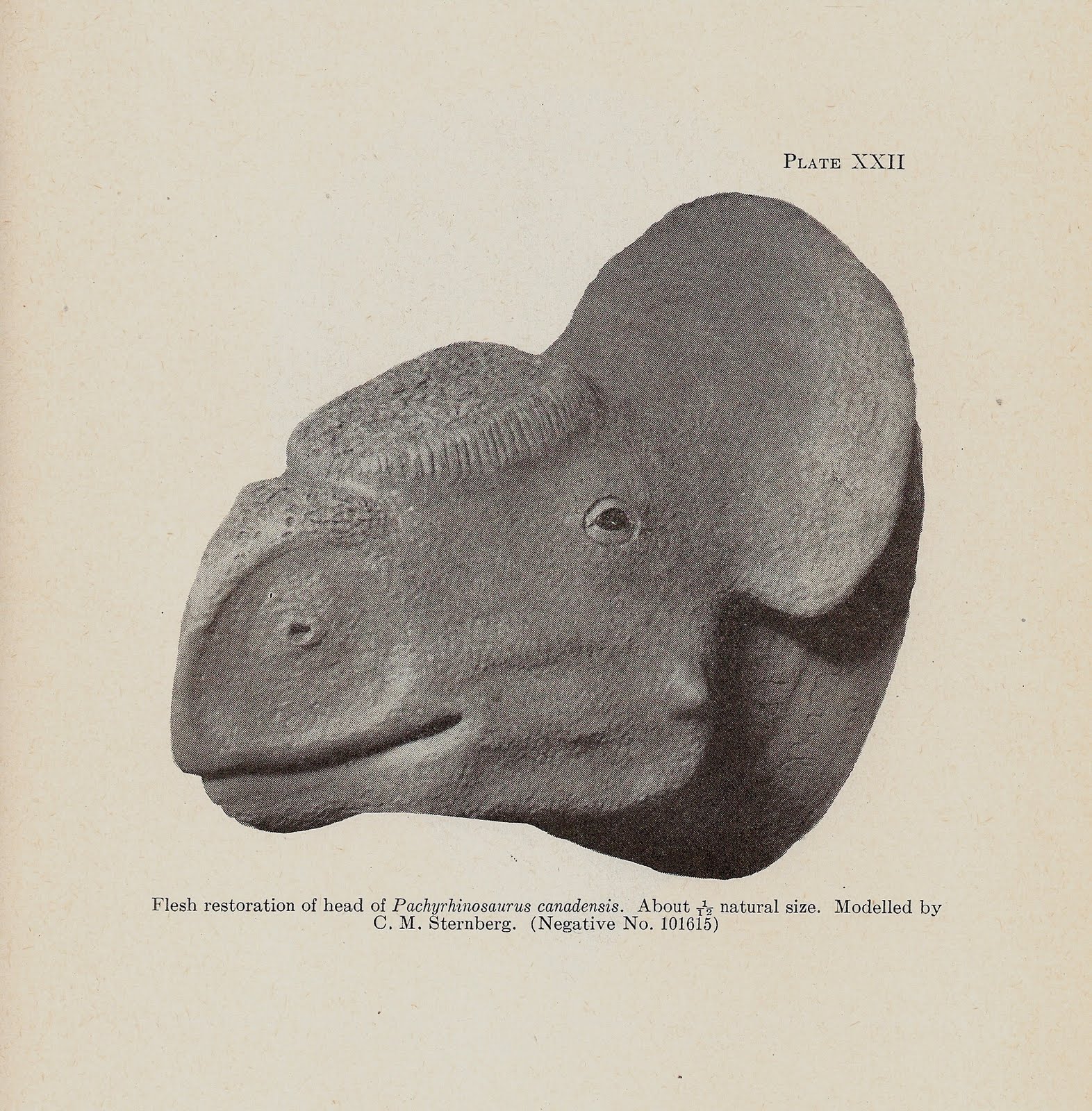 When Pigs Fly Returns: The Antiquity of Pachyrhinosaurus